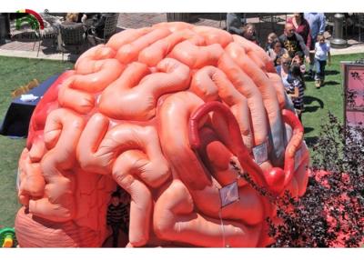 Cina Organi artificiali della replica gonfiabile del cervello del gigante 4m per lo SGS educativo EN71 in vendita