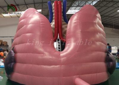 China Flesh - Colored Blow Up Simulation Lung Model Organ Show Tent For Medical Study for sale