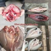 China 120 KG Fully Automatic Fish Belly Opening Gutting Washing Machine for Fish Processing for sale