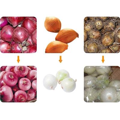 China Commercial Onion Peeling and Cutting Machine for Versatile Commercial Food Processing for sale