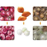 China Industry Food Processing Machine Fully Automatic Onion Peeler for Quick and Easy Peeling for sale