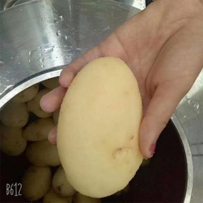 China Potato Washing Peeler Machine 2024 Fully Automatic Professional Skin Removing Machine for sale