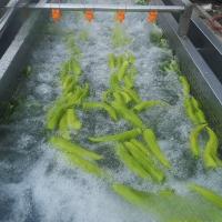 China Commercial Catering Bubble Fruit Vegetable Washer Machine for Advanced Processing Line for sale