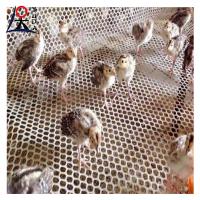 China Hexagonal Pe Plastic Flat Net Green Chicken Plastic Mesh Rolls for sale