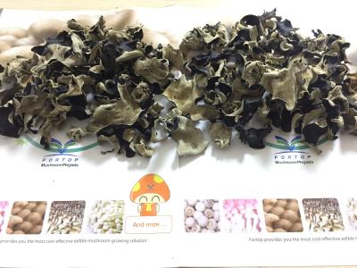 China Factory Price Grade AAA Dried White Back Black Fungus Mushroom Whole (Size:Within 5 CM) for sale