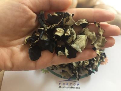 China Factory Price NEW CROP Premium Thick Dried White Black Fungus Dice 2CM*2CM from China for sale