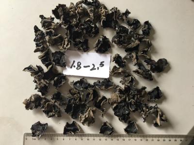 China Factory Price NEW CROP Premium Bulk  China Northeast Dried Black Fungus  (Size:1.8-2.5CM) for sale