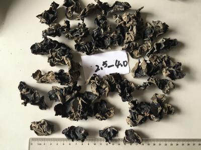 China Factory Price NEW CROP Premium Bulk China Northeast Dried Mushroom  Black Fungus   (Size:2.5CM above) for sale