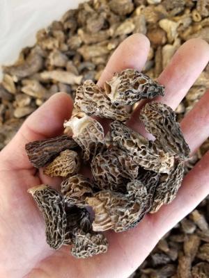 China Factory Price Wild Chinese Dried Morchella Esculenta without Tail (1-3CM) for sale