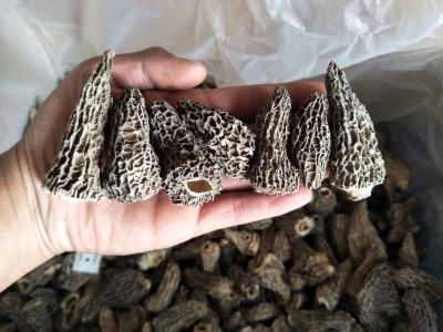 China Factory Price (4-6CM) Chinese Dried Morel Mushroom/Morchella esculenta without fully stem for sale