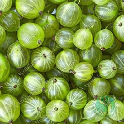 China Agrilinks Frozen gooseberry for sale