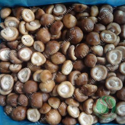 China Frozen Shiitake whole for sale