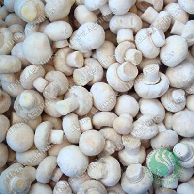 China Frozen Champignon whole for sale
