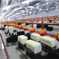 China Advanced Automatic Poultry House for Optimal Chicken Farming for sale