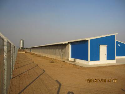 China Modern Design Steel Structure Chicken House with Intelligent Battery Cage Management for sale