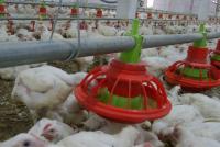 China Cost Effective Steel Structure Chicken House Suited for Free Range Broilers for sale