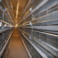 China Automatic Light Steel Structure Poultry House for Chickens for sale