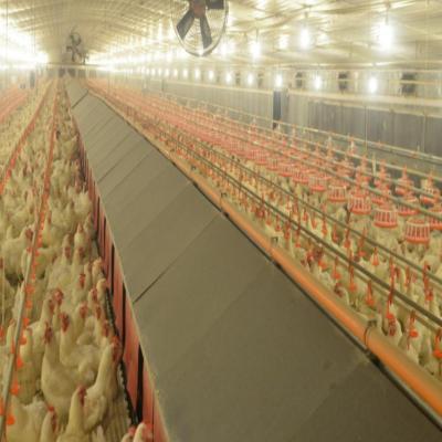 China Heavy-Duty Galvanized Steel Frame Reinforced Secure Poultry Chicken House for Outdoor Use for sale