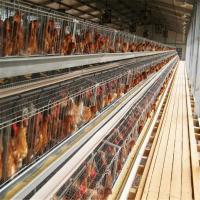 China Modern Steel Structure Chicken House for sale