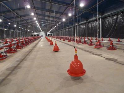 China Industrial Strength Steel Structure Chicken House Optimized for Modern Broiler Cages for sale