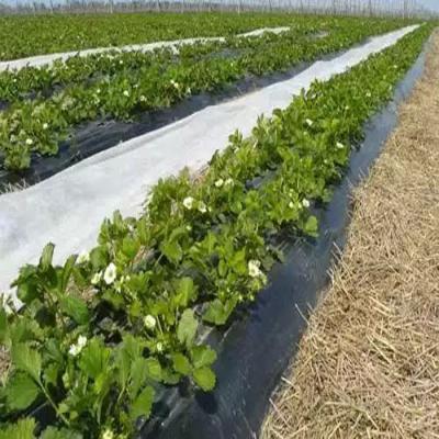 China Agriculture plants protect materials 100% pp spunbond nonwoven fabric for sale