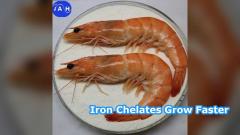 Feed Iron Amino Acid Chelates Boost Animal Growth