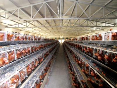 China New Design Automatic Poultry Farm Shed Prefab Chicken Farm Building House for sale