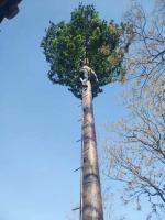 China Mobile Artificial 50m Self Supporting Antenna Mast for sale