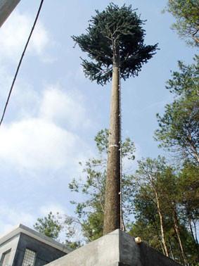 China Communicatie Pijnboompalm 50m de Toren van de Camouflagecel Te koop