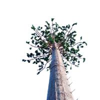 China Bionic Tree Communication Camouflage Cell Tower Lightning Protection for sale