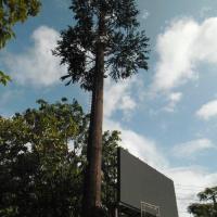 China Community Camouflage Cell Tower Pine Tree Communication for sale