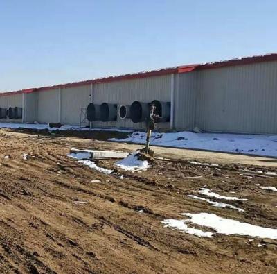 China Low Cost Steel Structure Pig Breeding Shed/piggery/hog House for sale