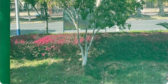 Green colored fiberglass mosquito net