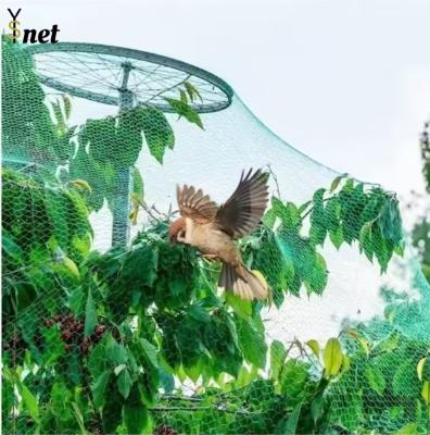 Cina 7GSM Rete a prova di uccelli Rete a prova di uccelli verde per alberi da frutto in vendita
