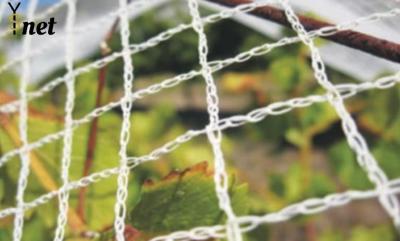 China 7GSM Bird Proof Net Green Bird Proof Netting For Fruit Trees for sale