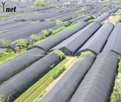 Cina Rete di ombra solare anti-UV 50GSM - 350GSM Griglia di ombra in serra per le colture in vendita