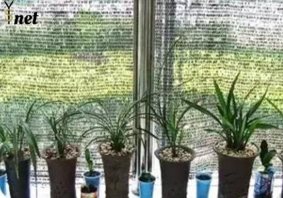 Cina 120GSM Rete di ombra anti-UV Orticoltura Rete di ombra 80 per cento 2*100m in vendita