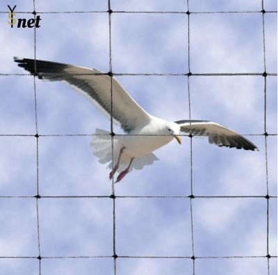 Cina 2 " Rete antiuccello Rete anti-caduta / impermeabile Pigeon Control Anti Bird Net in vendita