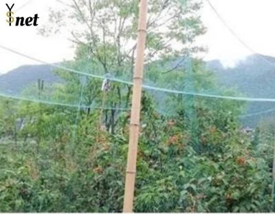 Cina Rete verde di nylon anti uccelli Rete UV resistente per colture e giardini in vendita