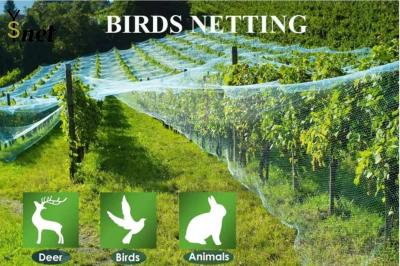 Cina Rete anti-corrosione nera anti-uccelli 1m - 200m Rete anti-uccelli a maglia di plastica in vendita