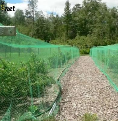 Cina Rete per uccelli resistente agli UV 40M Rete per uccelli per alberi di frutta personalizzata in vendita