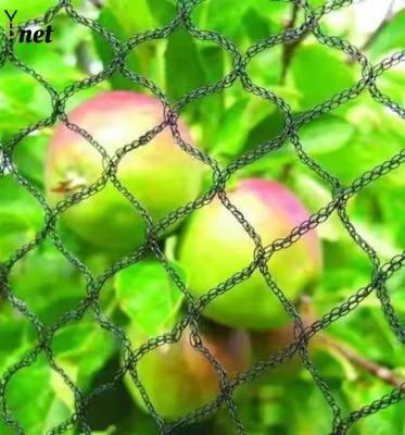 Cina 1m - 500m Rete per uccelli di vigneto Rete anti-UV per uccelli per piante di pomodoro in vendita