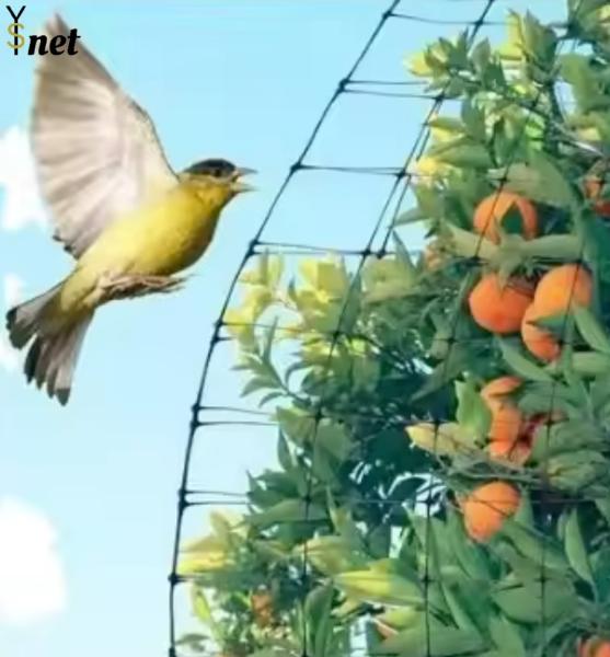 Quality White Bird Proof Net 5gsm 7gsm 8gsm Apple Orchard Netting for sale