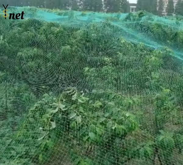 Quality Customized Bird Proof Net Green Reusable Bird Netting Anti UV For Garden for sale