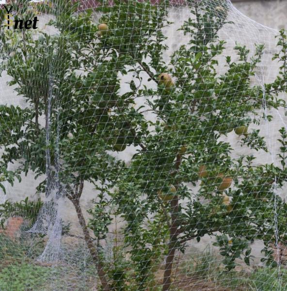 Quality Nylon Bird Proof Net White Bird Proof Garden Netting Lightweight for sale