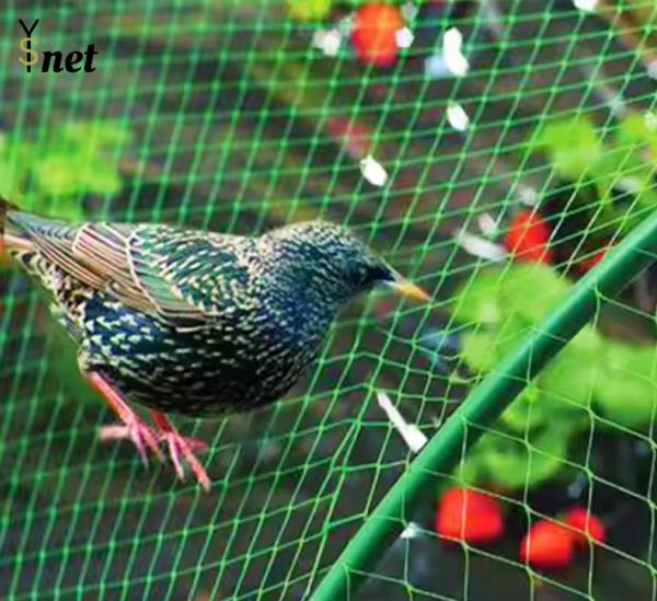 Quality Green Bird Proof Net 3m / 5m Polyethylene Bird Netting High Durability for sale