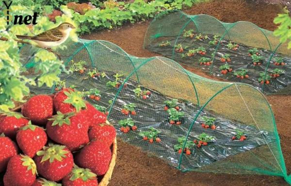 Quality Green Bird Proof Net 3m / 5m Polyethylene Bird Netting High Durability for sale