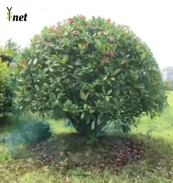 Quality Customized Plant Protection Netting Green Crop Protection Netting Agricultural for sale
