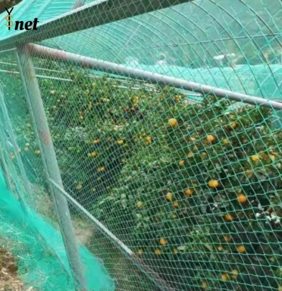 Quality Heavy Duty Bird Proof Net 3cm / 5cm / 7cm / 10cm HDPE Anti Bird Net for sale