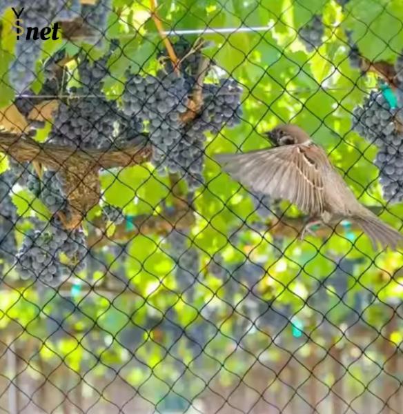 Quality Heavy Duty Bird Proof Net 3cm / 5cm / 7cm / 10cm HDPE Anti Bird Net for sale